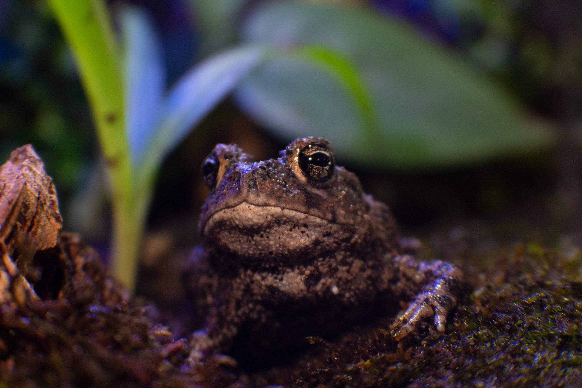 5-MeO-DMT: The Psychedelic Toad Experience 5-meo-dmt-the-psychedelic ...