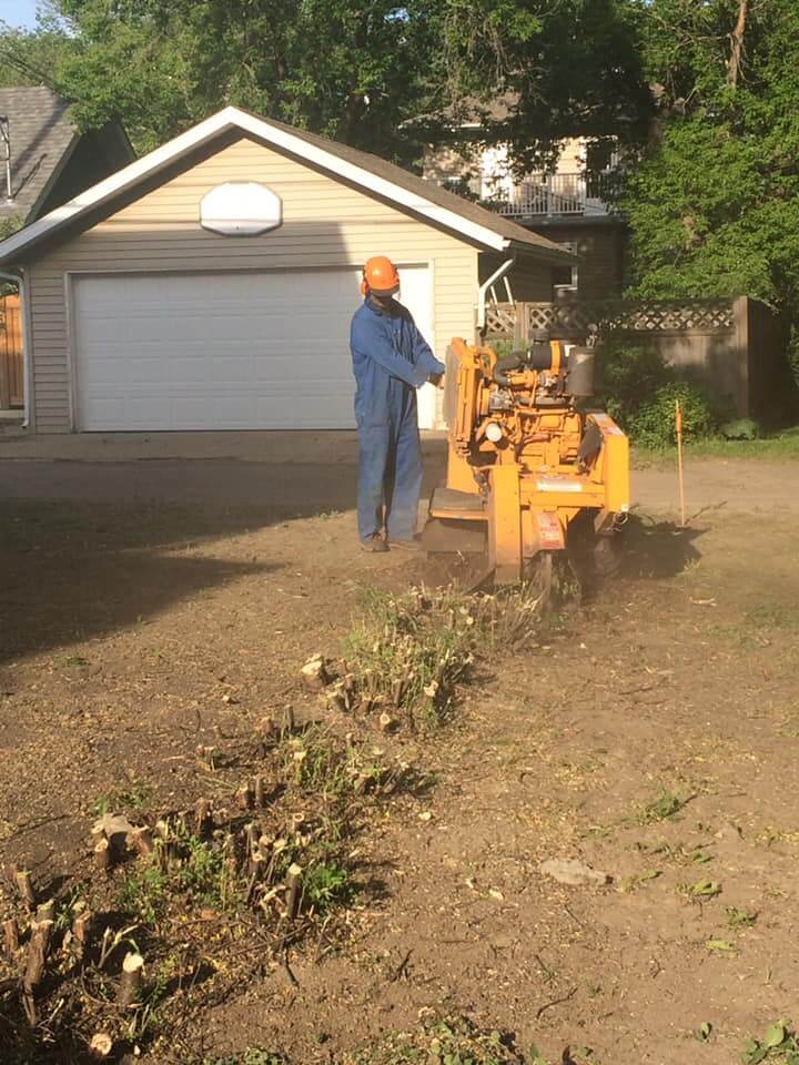 Tree Stump, Hedge & Root Removal | ABC Stump Removal