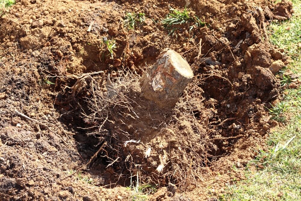 Tree Stump, Hedge & Root Removal | ABC Stump Removal