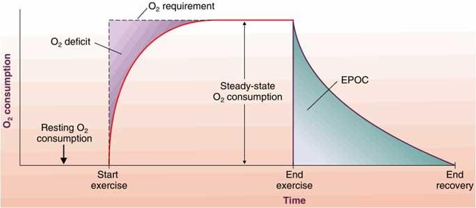 Afterburn Effect คืออะไร ? ทำไมสายลดน้ำหนักต้องรู้และควรนำไปปรับใช้