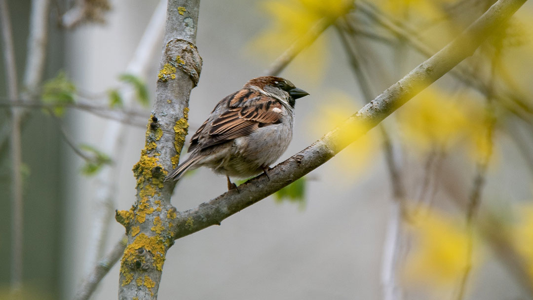 Sparrow Identification: Learn Streaked Sparrow ID