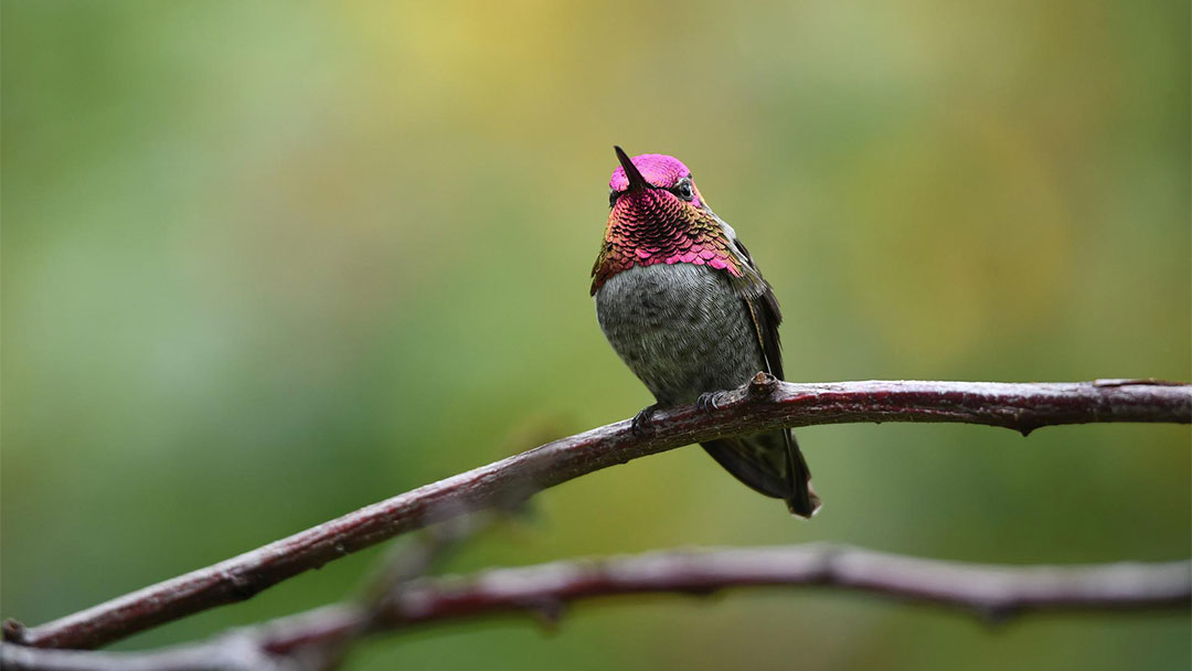 Ruby-Throated Hummingbird: Overview & Identification