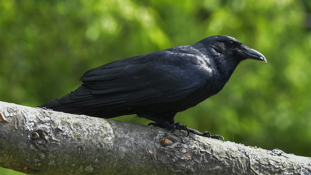 American Crow: Overview & Identification