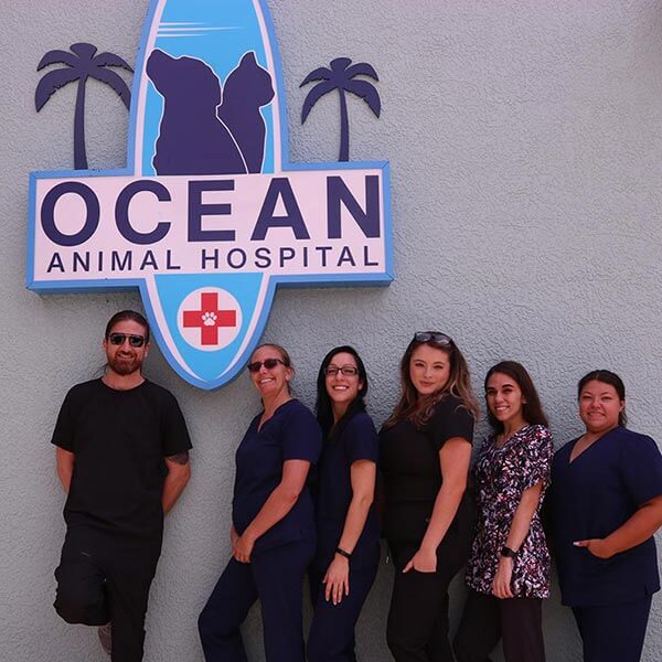 Gallery Photos | Ocean Animal Hospital in Cocoa Beach, Florida