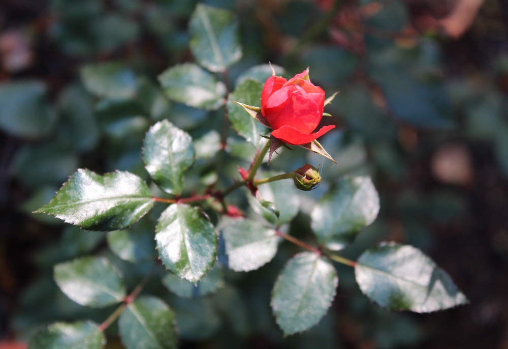 Rose, Thorn, Bud Retrospective