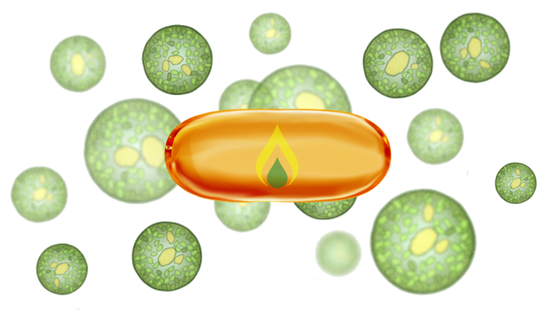 Producer of Algal Omega-3 EPA and Green Protein