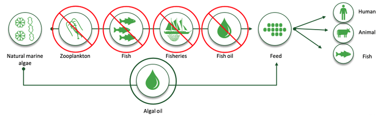 Producer of Algal Omega-3 EPA and Green Protein