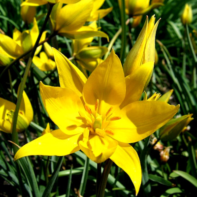 Association of Nature and Forest Therapy Guides and Programs