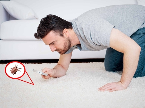 Wie man Milben am besten bekämpft | Conveclean