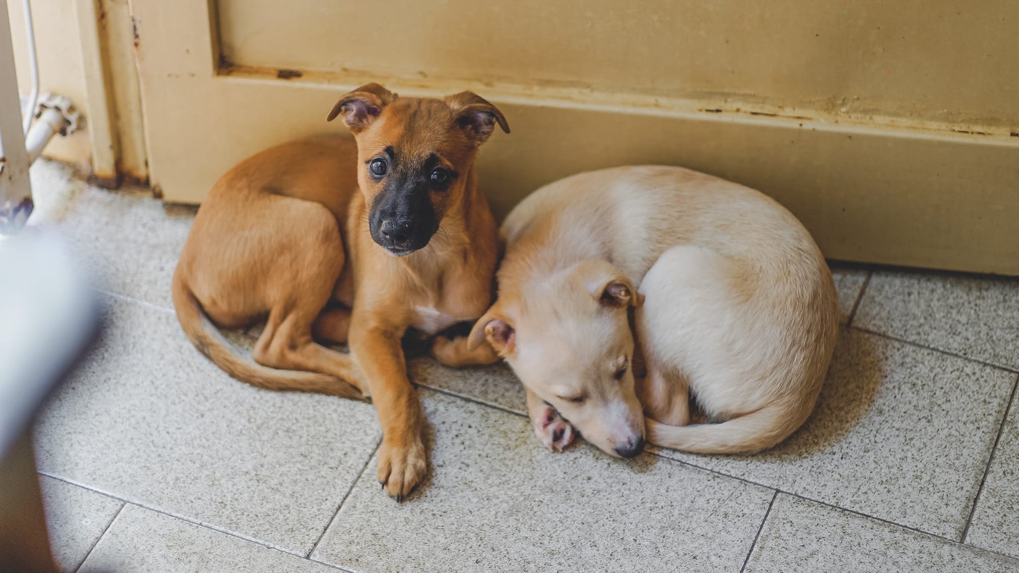 Find Aotearoa New Zealand Charities | Over 50 Charity Types | Chive