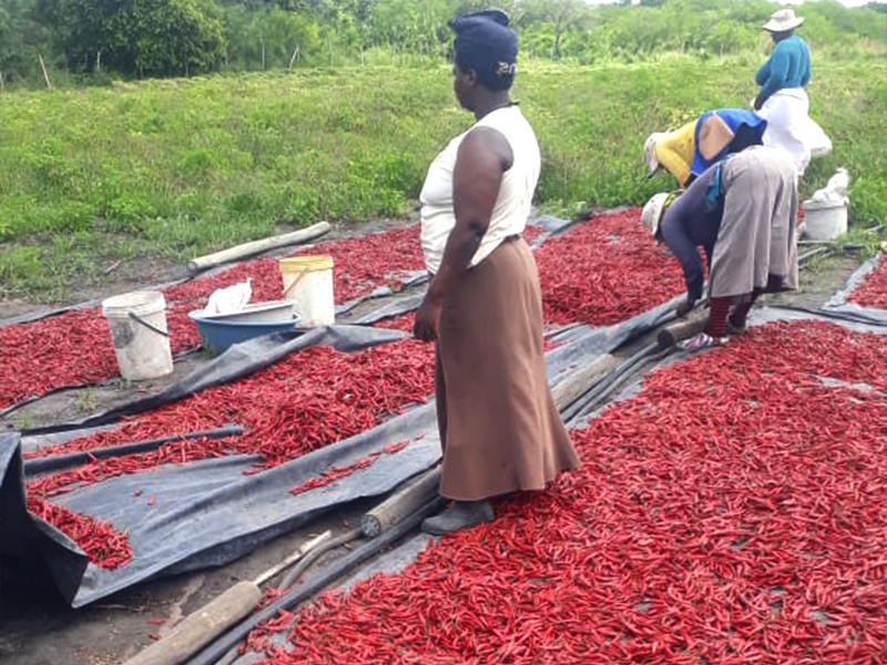 Gazini Community | ERP.NGO