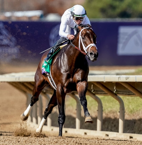 Pegasus World Cup Picks & Wagering Strategies | 1/ST BET
