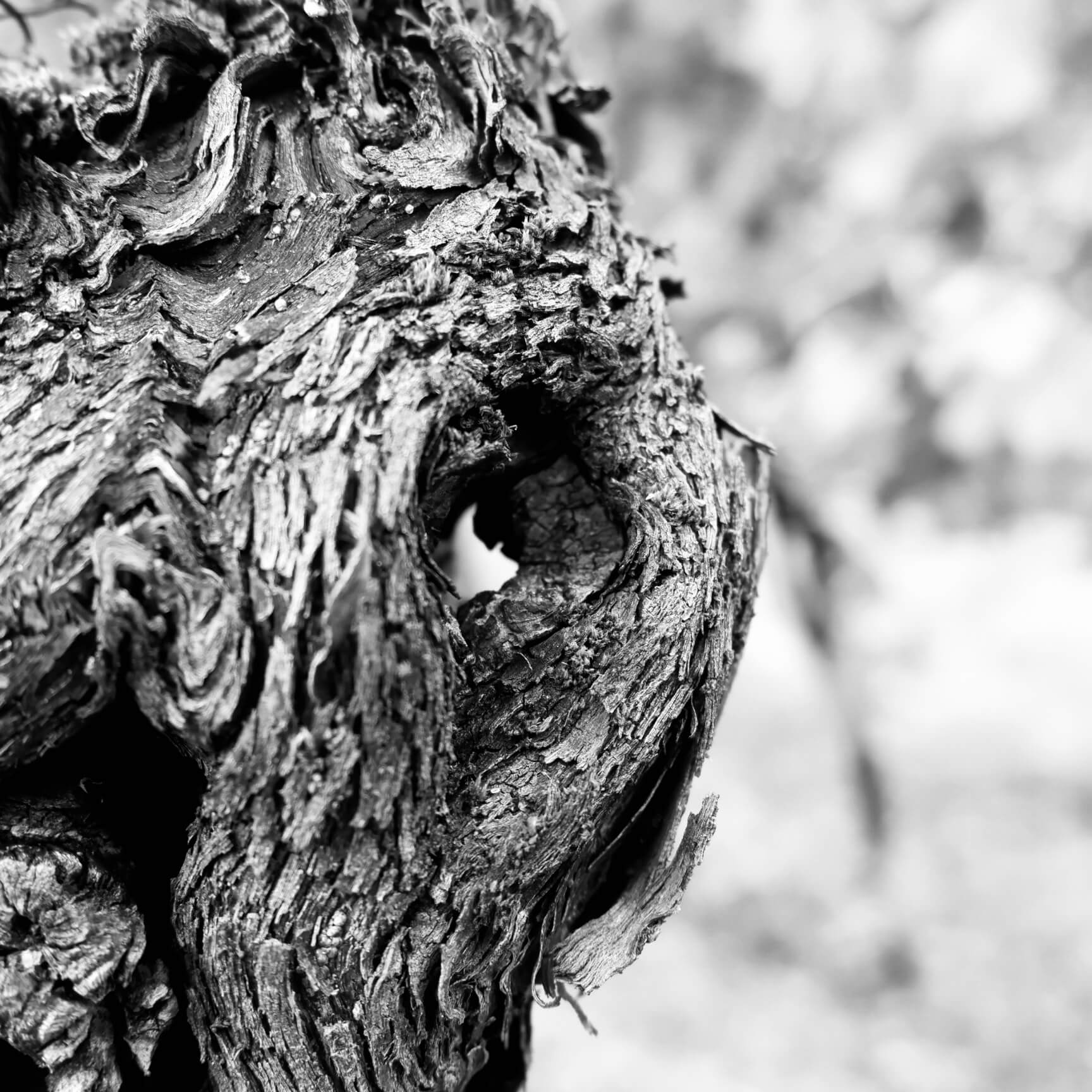 GRAPPA VECCHIA RISERVA della Val Mesolcina 1991 – VITICOLTURA E VINI ...
