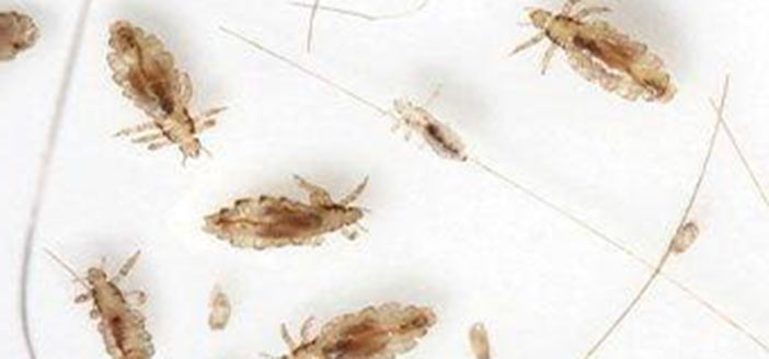 Super Lice, Definitely NOT A Superhero | LiceDoctors