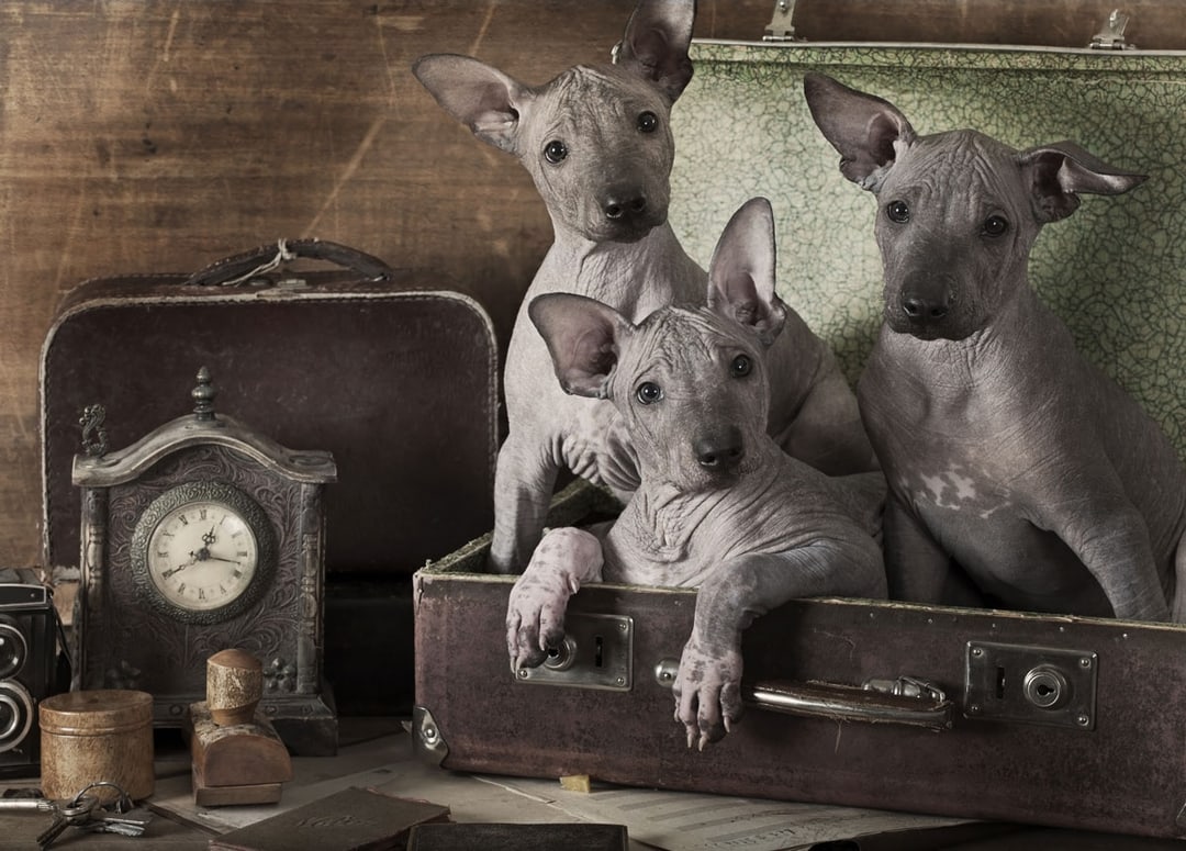 XoloPups - Xoloitzcuintli Puppies