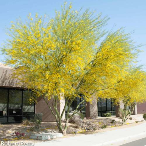 A Comprehensive List of Arizona Trees | Happy Tree Guys
