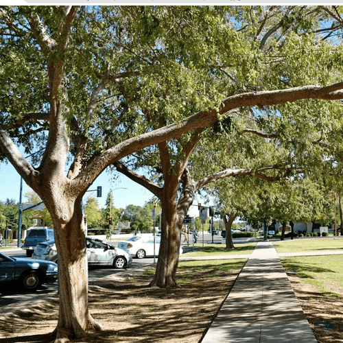 A Comprehensive List of Arizona Trees | Happy Tree Guys