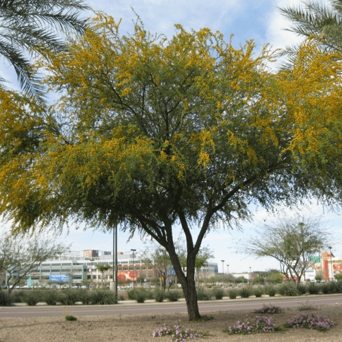 A Comprehensive List of Arizona Trees | Happy Tree Guys