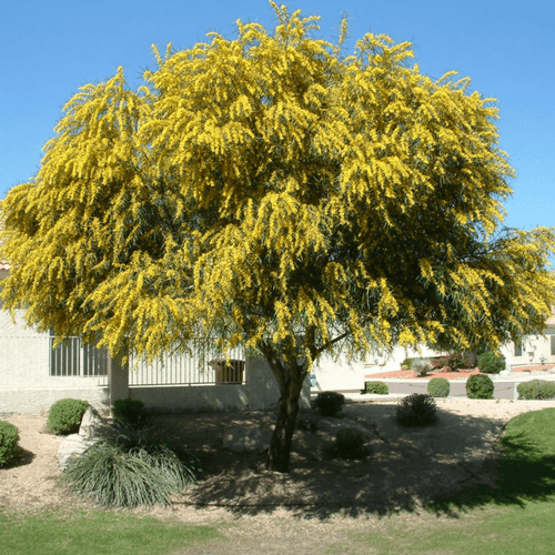 A Comprehensive List of Arizona Trees | Happy Tree Guys