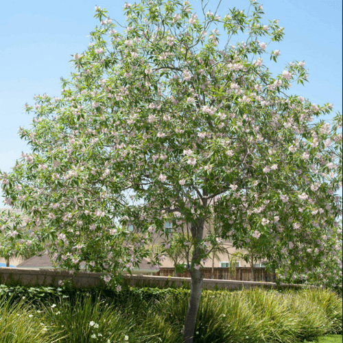 A Comprehensive List of Arizona Trees | Happy Tree Guys