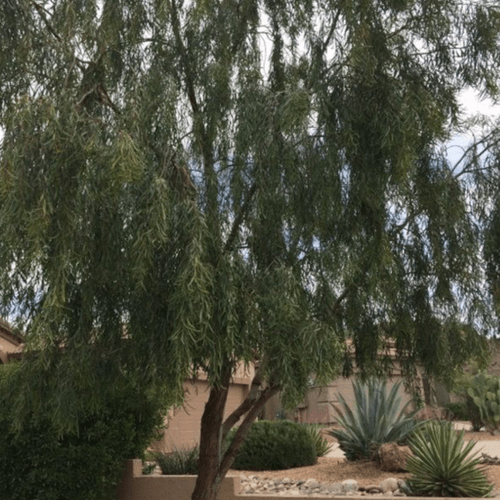 A Comprehensive List of Arizona Trees | Happy Tree Guys