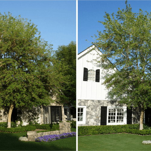 A Comprehensive List of Arizona Trees | Happy Tree Guys