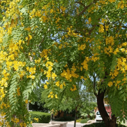 A Comprehensive List of Arizona Trees | Happy Tree Guys