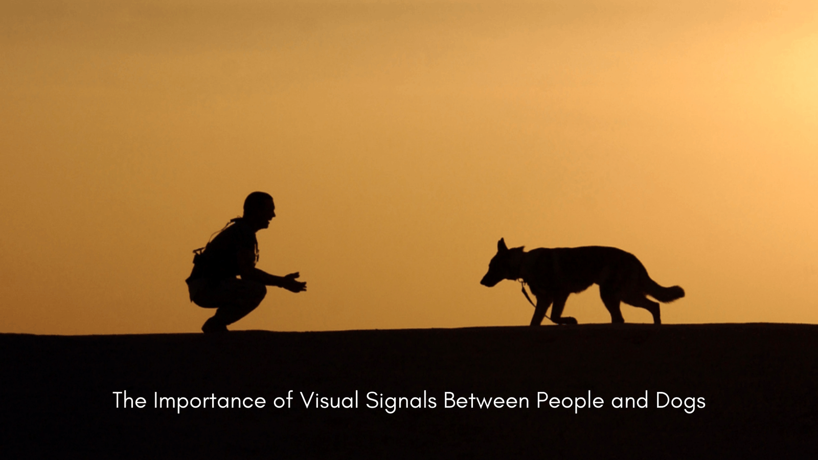 The Importance of Visual Signals Between People and Dogs