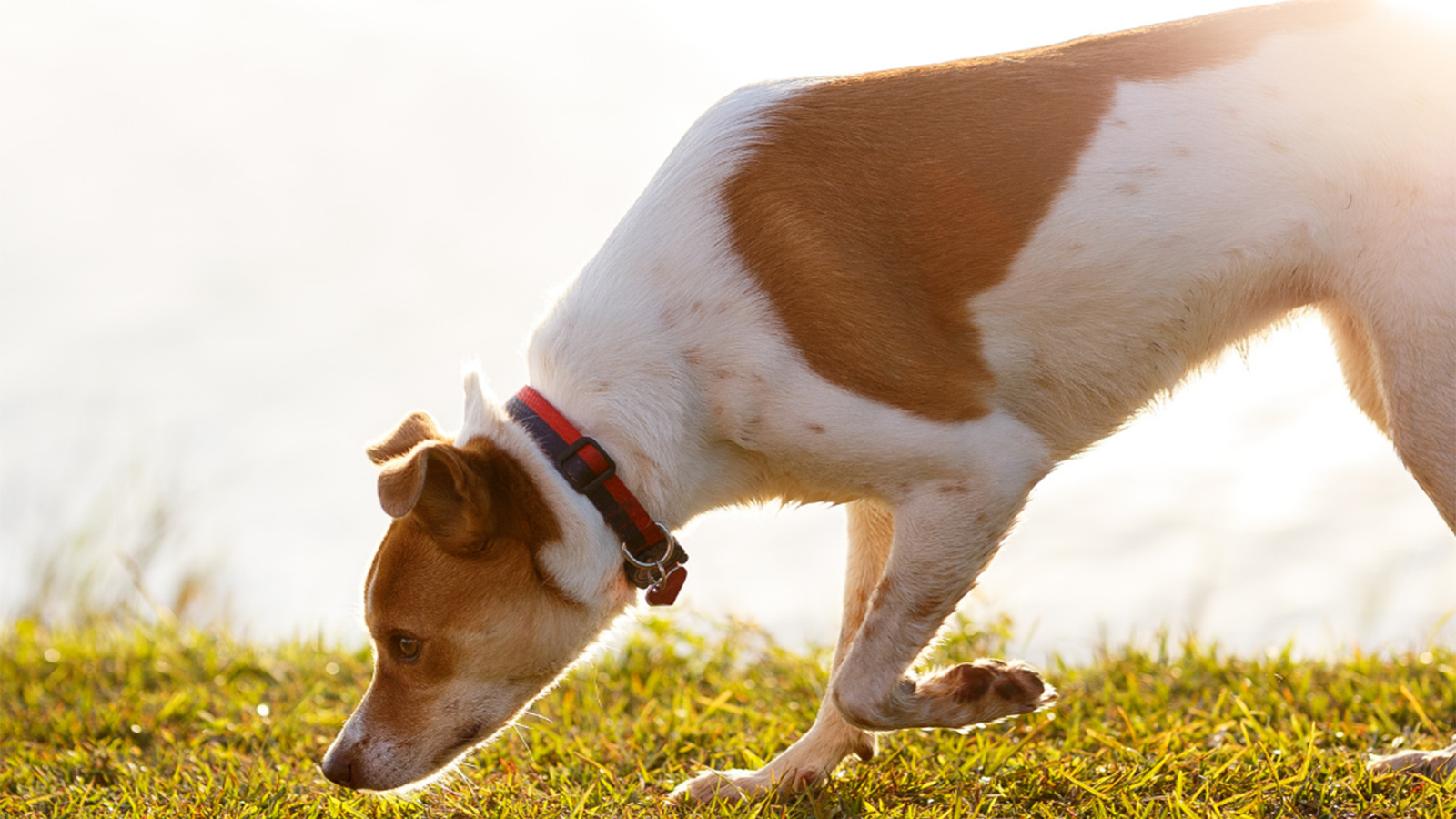 How Sensitive Is A Dog's Sense Of Smell?