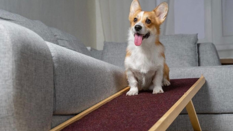 5 Best Small Dog Ramps: Complete Buying Guide