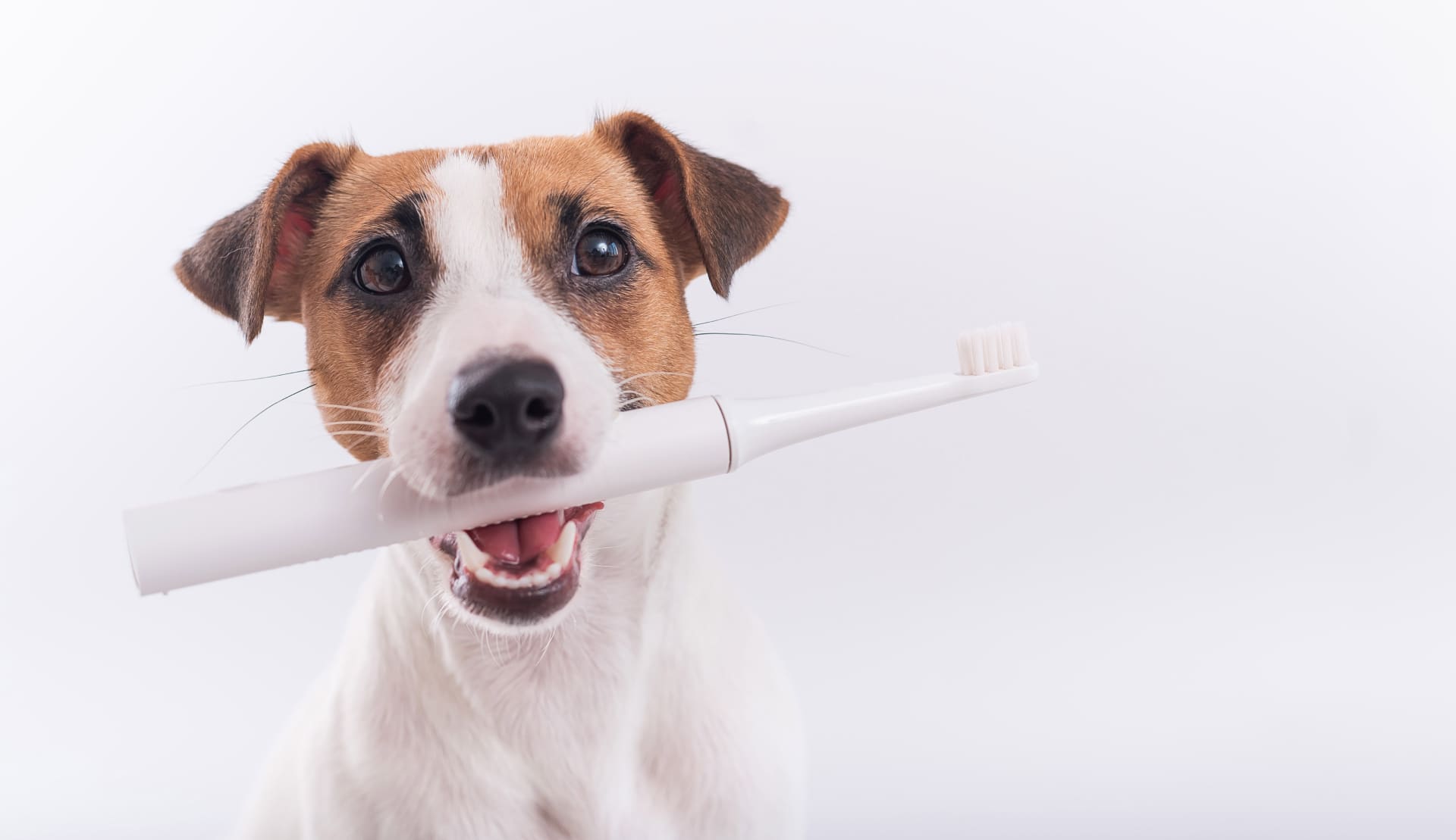 The 8 Best Dog Electric Toothbrushes in 2023: Keeping Your Pup's Smile ...