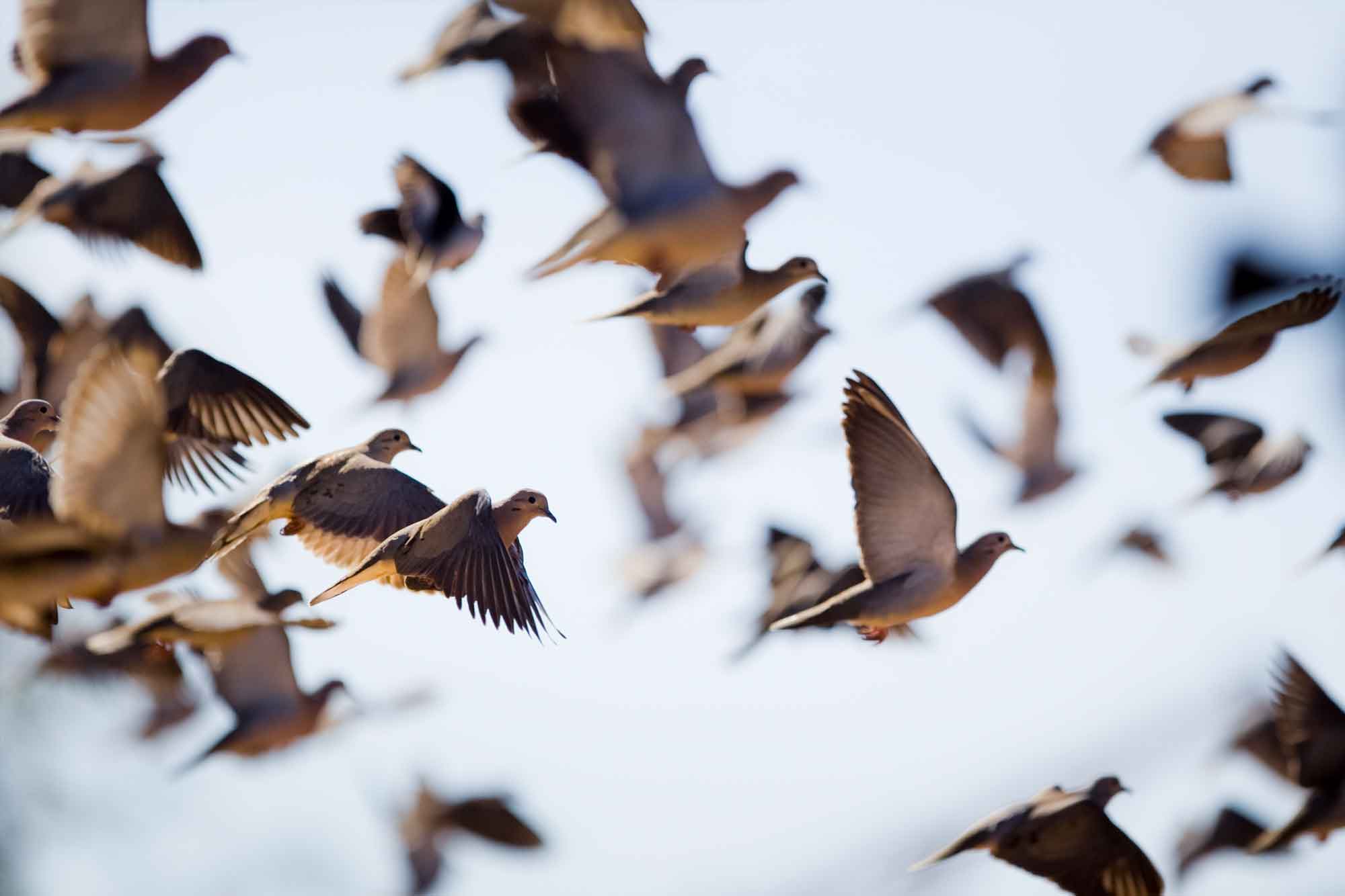 Why are there so many doves in Argentina ? [Best Answer 2023]