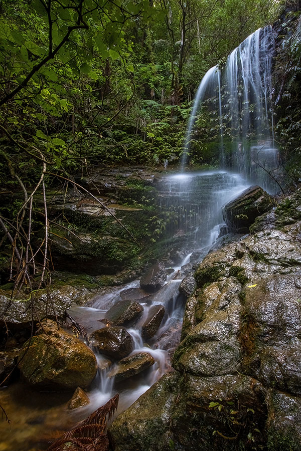 Kaimai | Artwork by Ian Preece