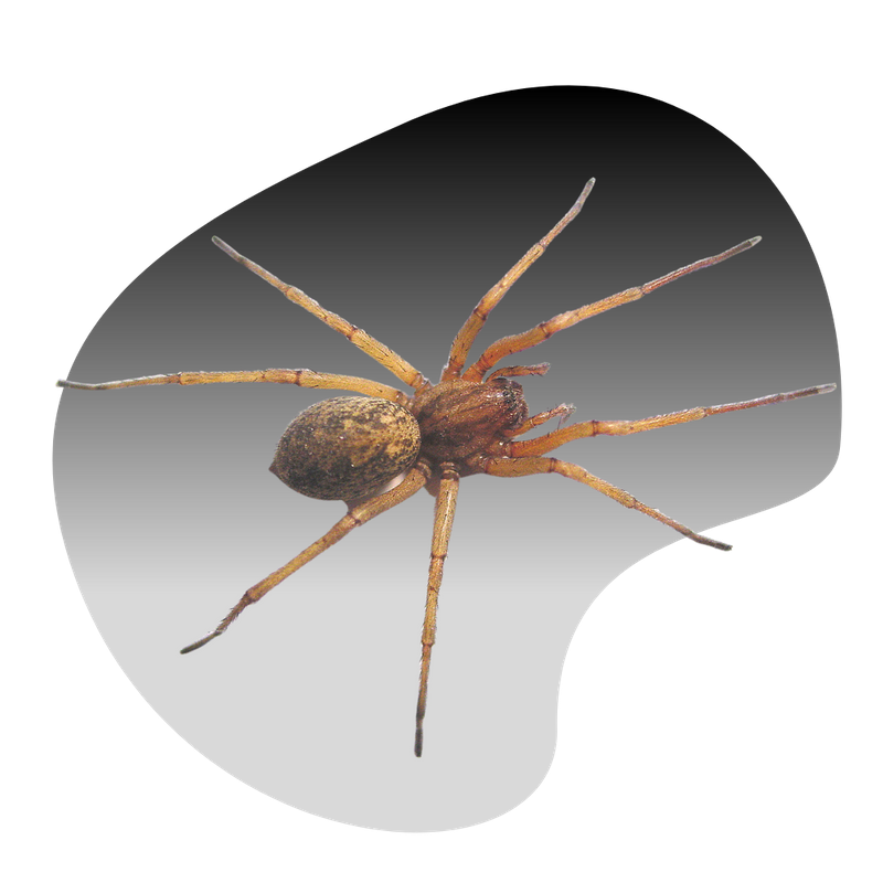 Camel Spiders In Las Vegas