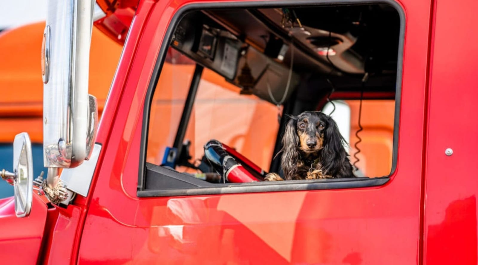 Trucking Life with Dogs: Traveling Tips + Breed Recommendations