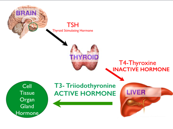 Thyroid Conditions | Yost Wellness Center