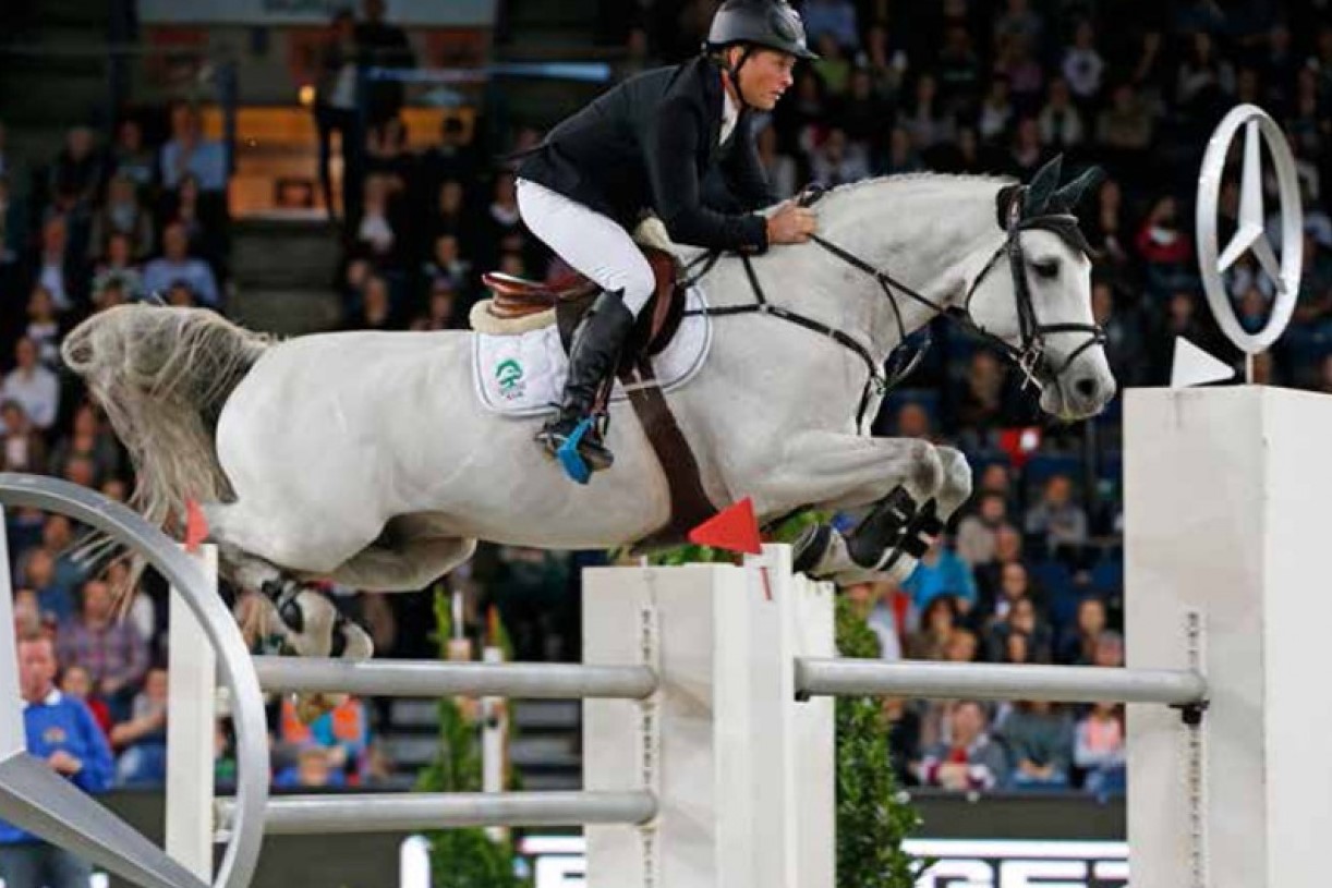 Stallions | Gostelow Equestrian