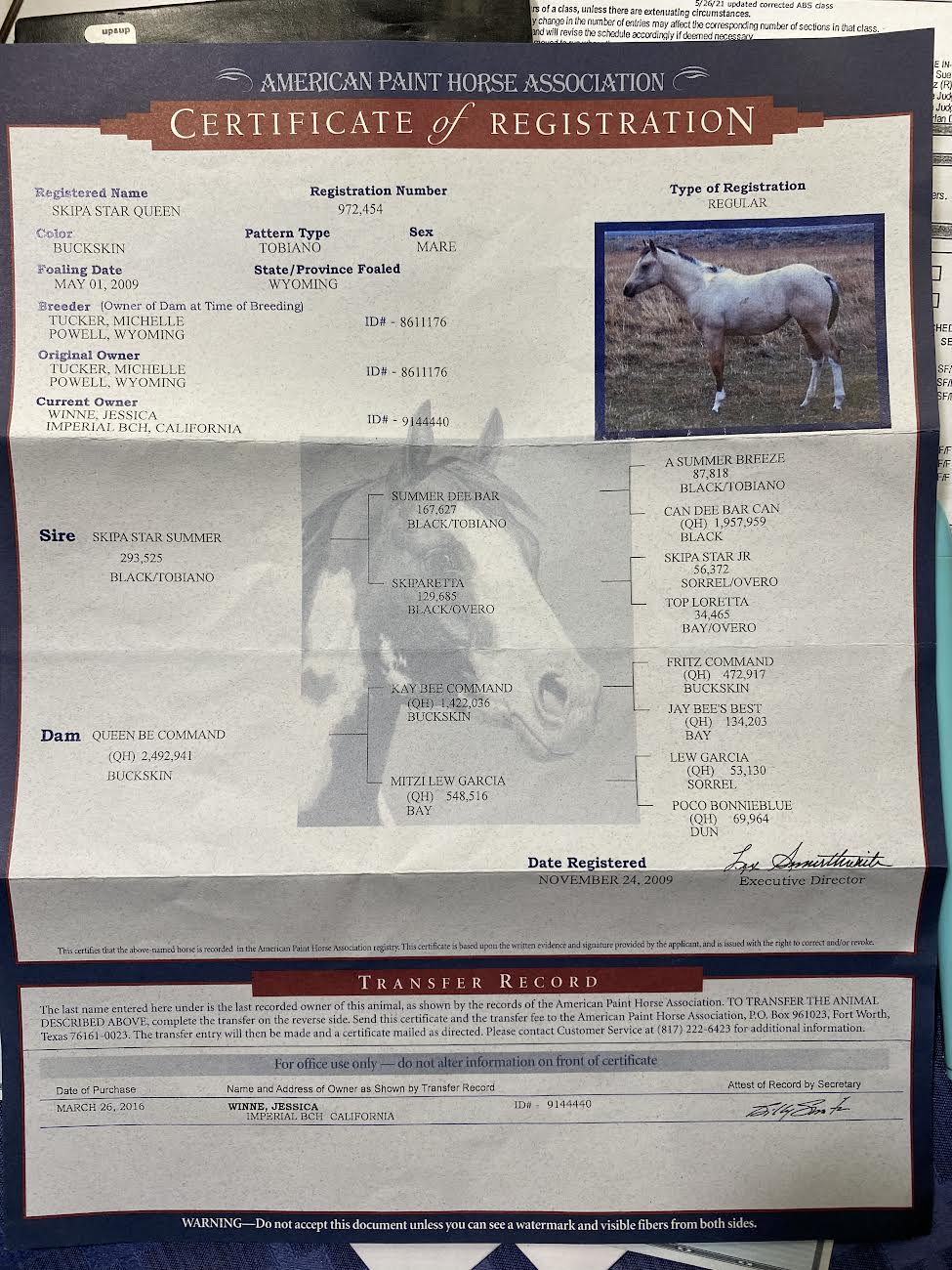 Skipa Star Queen - Promises Ranch LLC