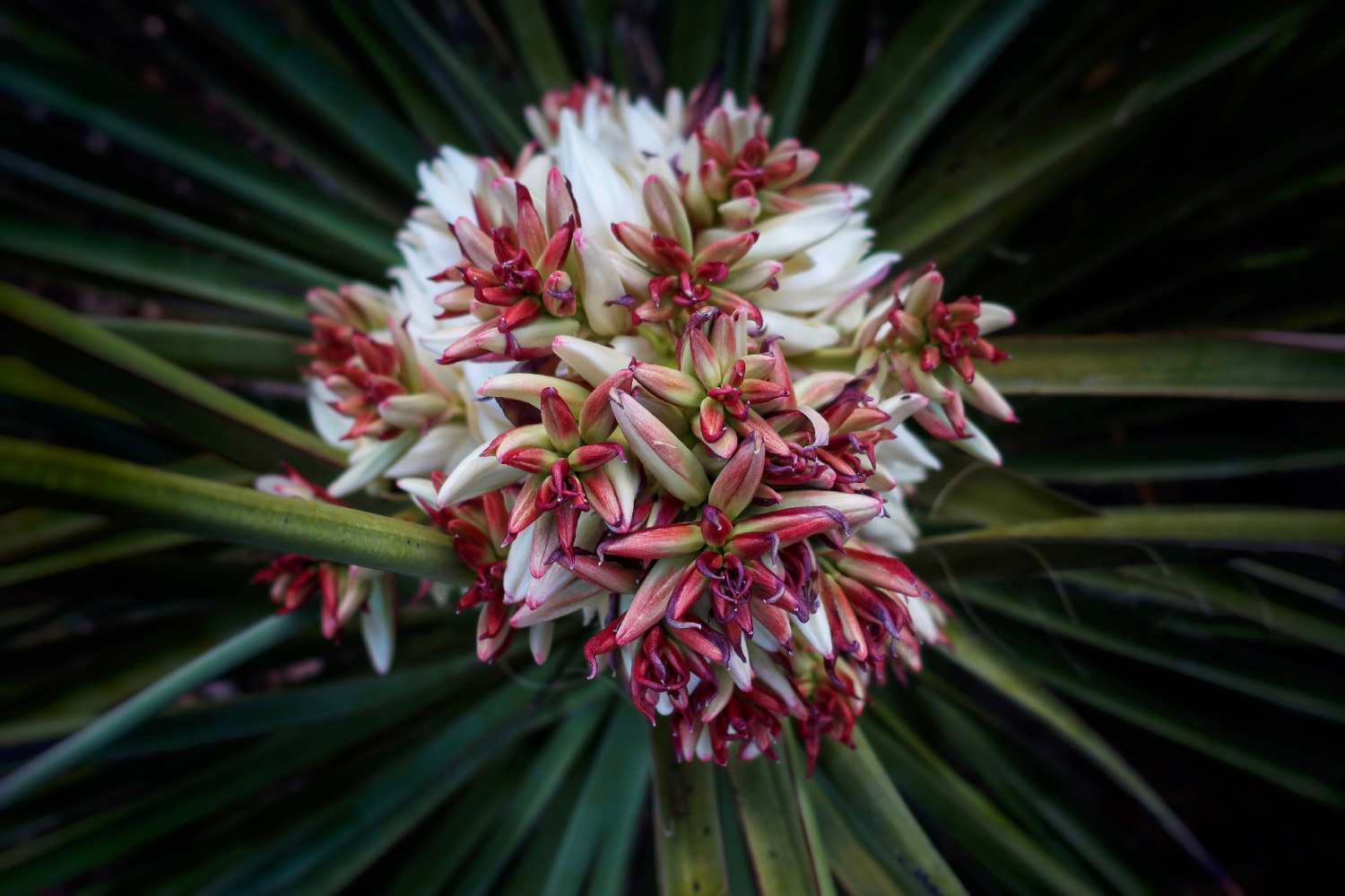 JNC | MetalPrints - Limited Edition Photography