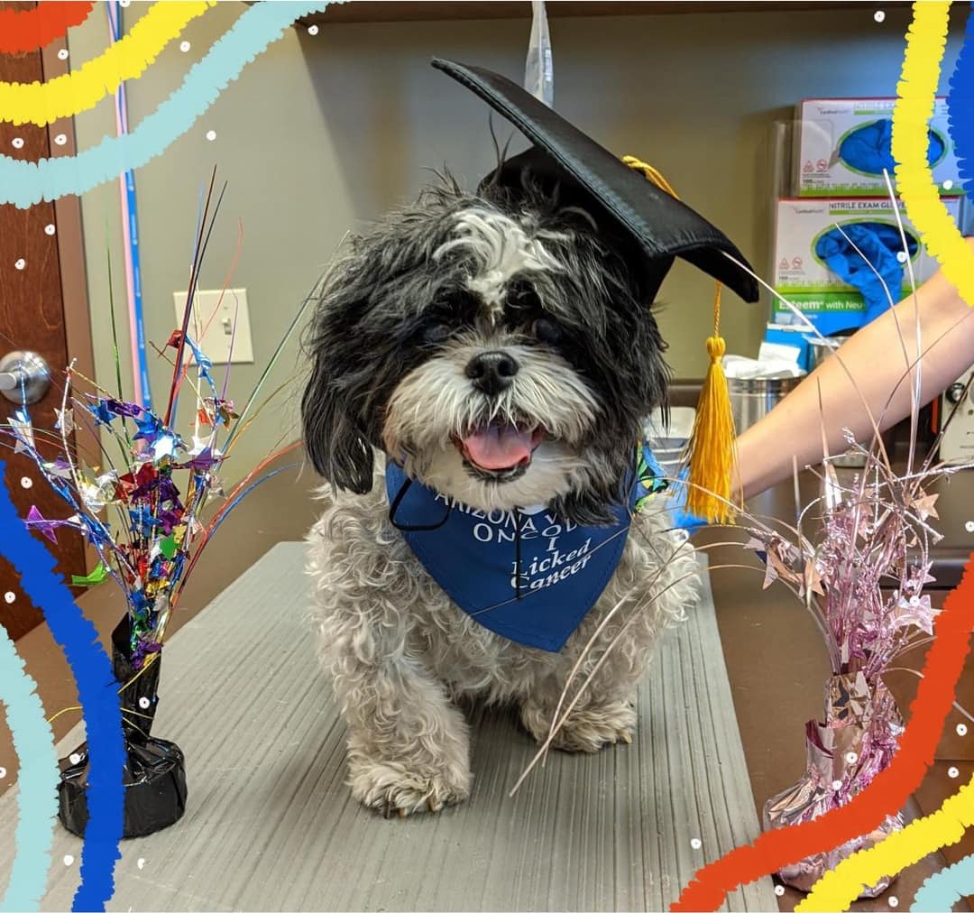 Top Rated Pet Oncologist in Gilbert, AZ I Arizona Veterinary Oncologist