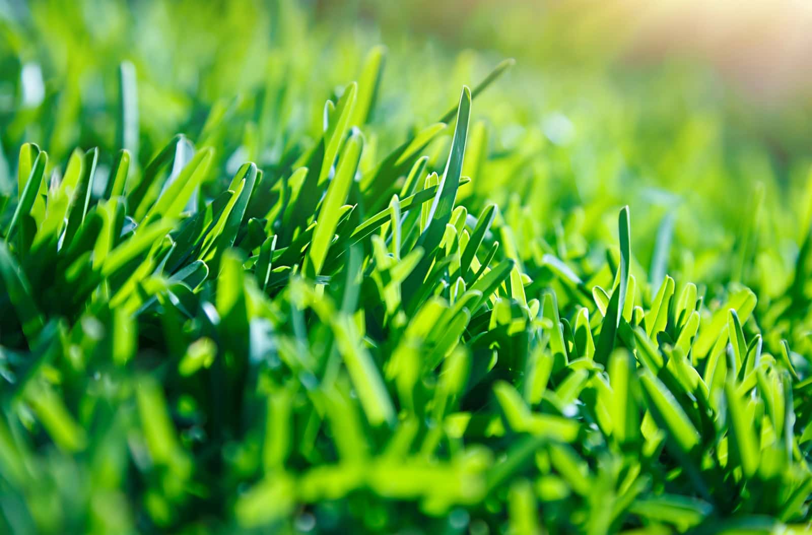 Santa Ana Couch Grass | HG Turf