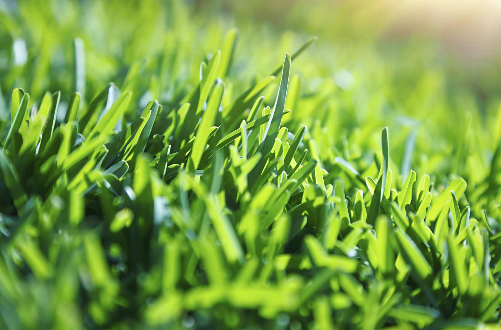 Santa Ana Couch Grass | HG Turf