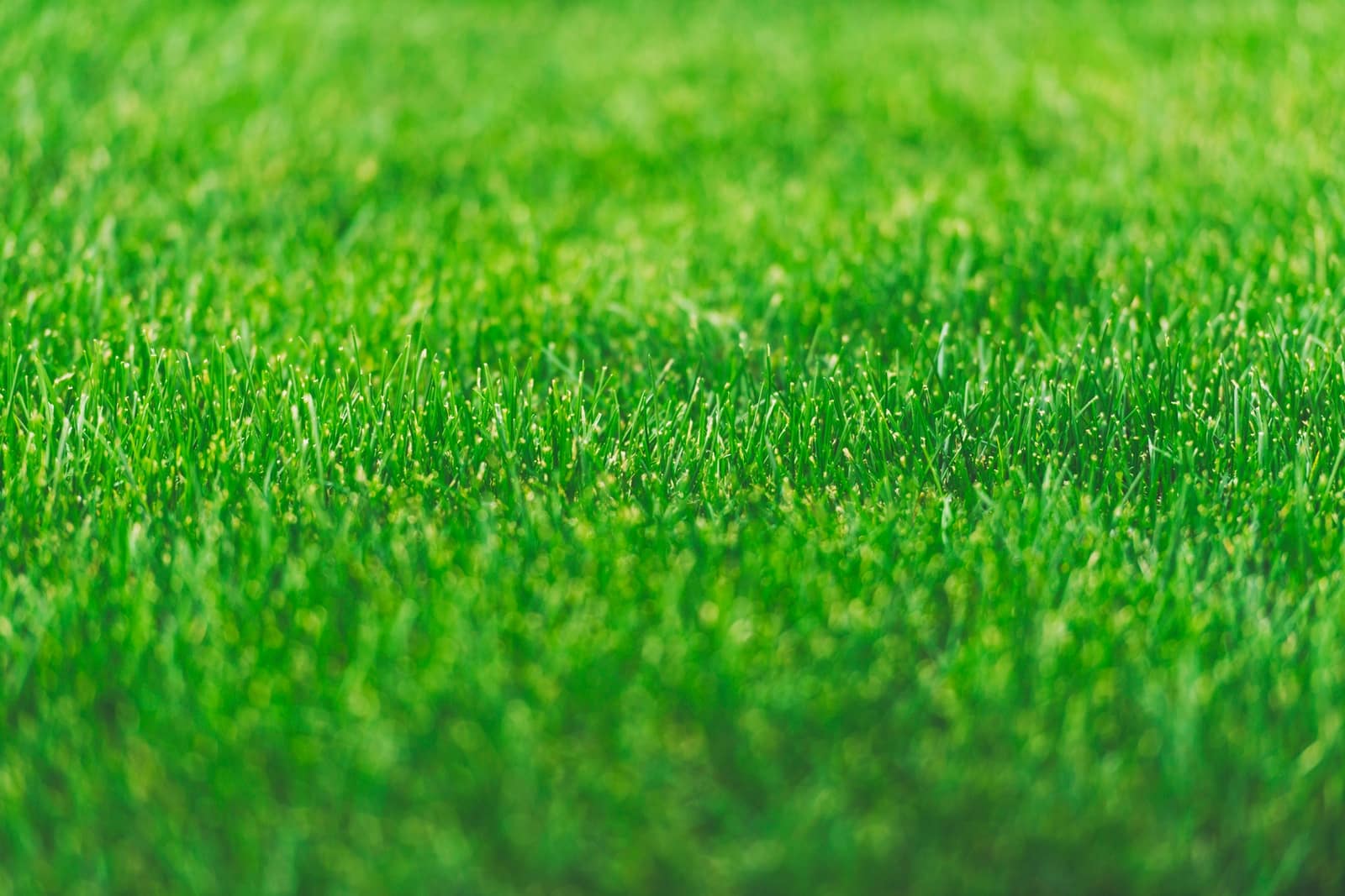 Santa Ana Couch Grass | HG Turf