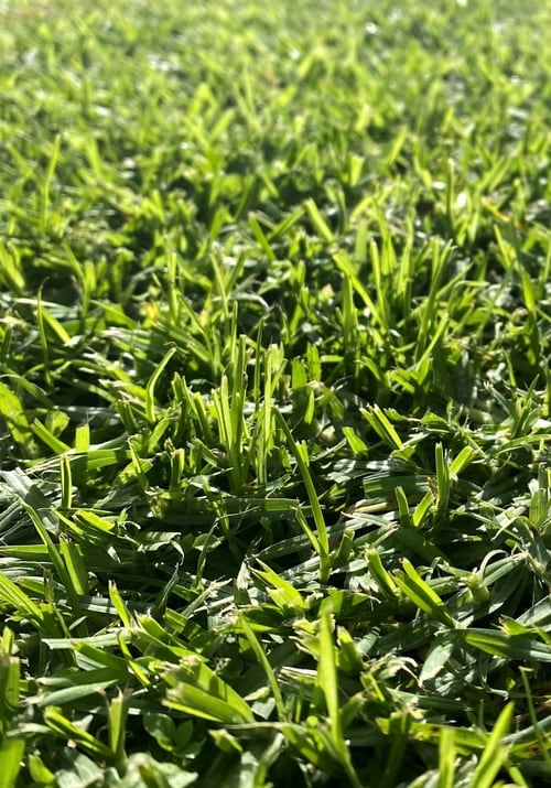 Santa Ana Couch Grass | HG Turf