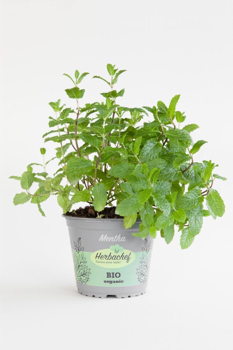 Marokkaanse munt | Herbachef