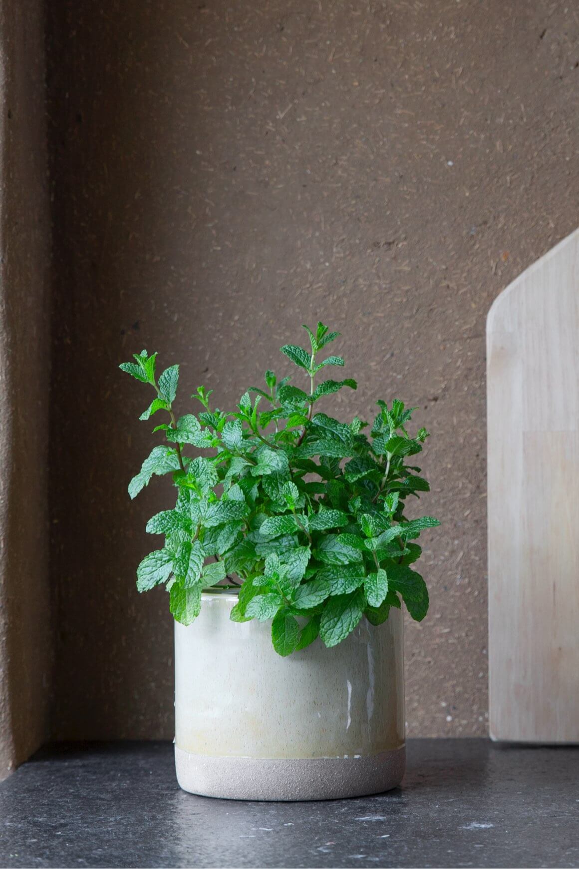 Moroccan mint | Herbachef