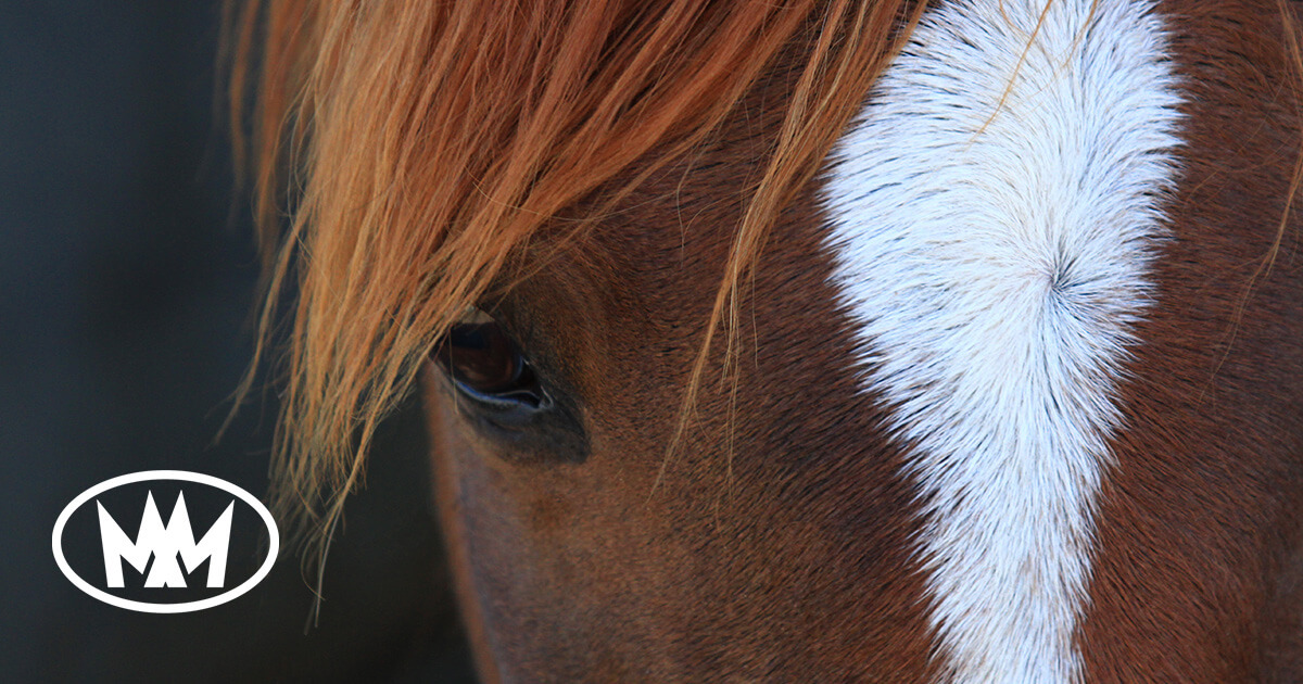 Welcome to Mike Maker Racing Stable | Thoroughbred Racing