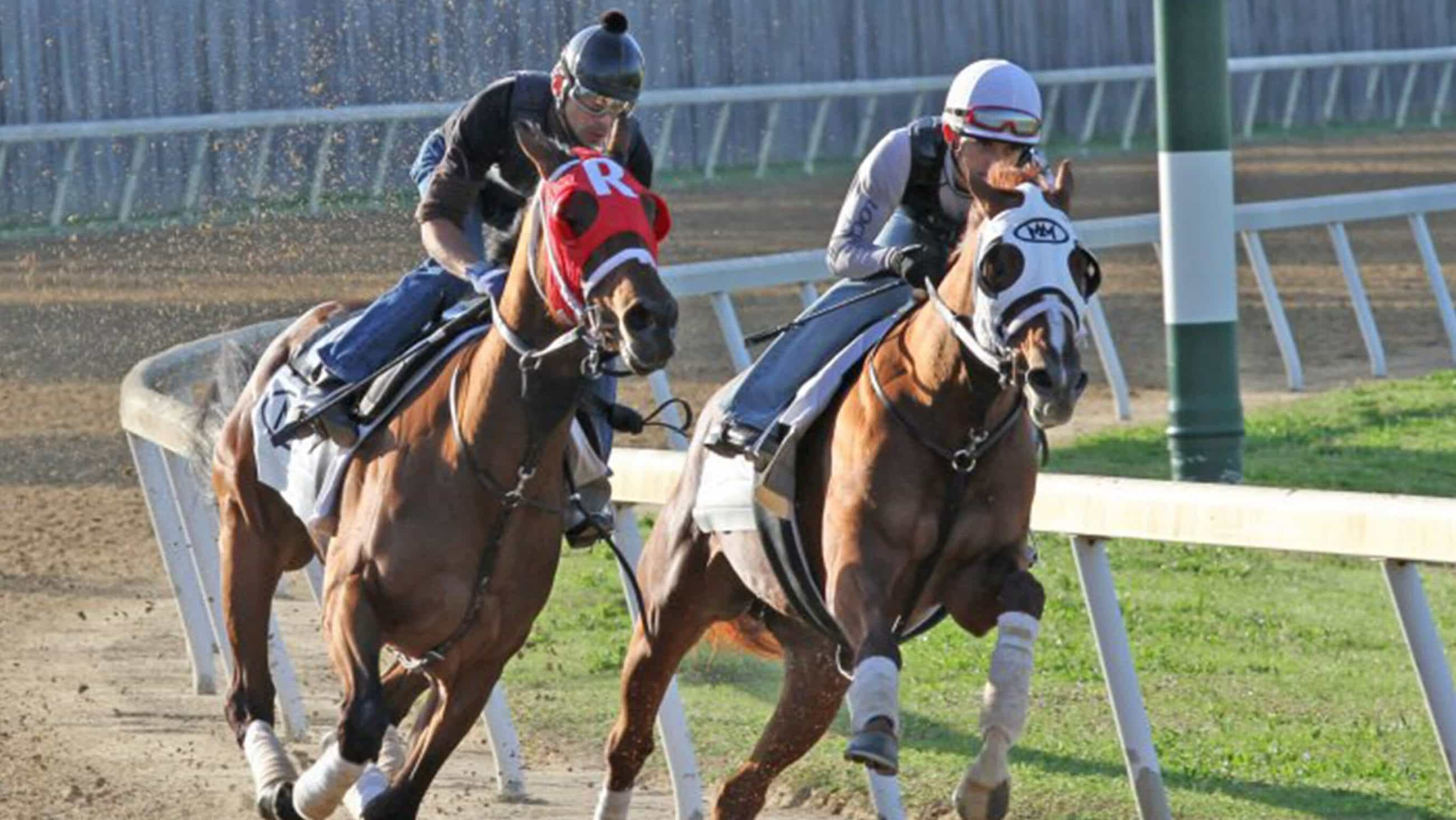 Welcome to Mike Maker Racing Stable | Thoroughbred Racing