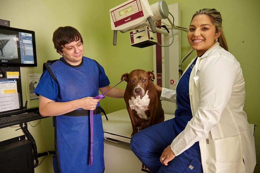 Veterinary Digital Radiology In Mandeville, LA | Lakeshore Veterinary ...