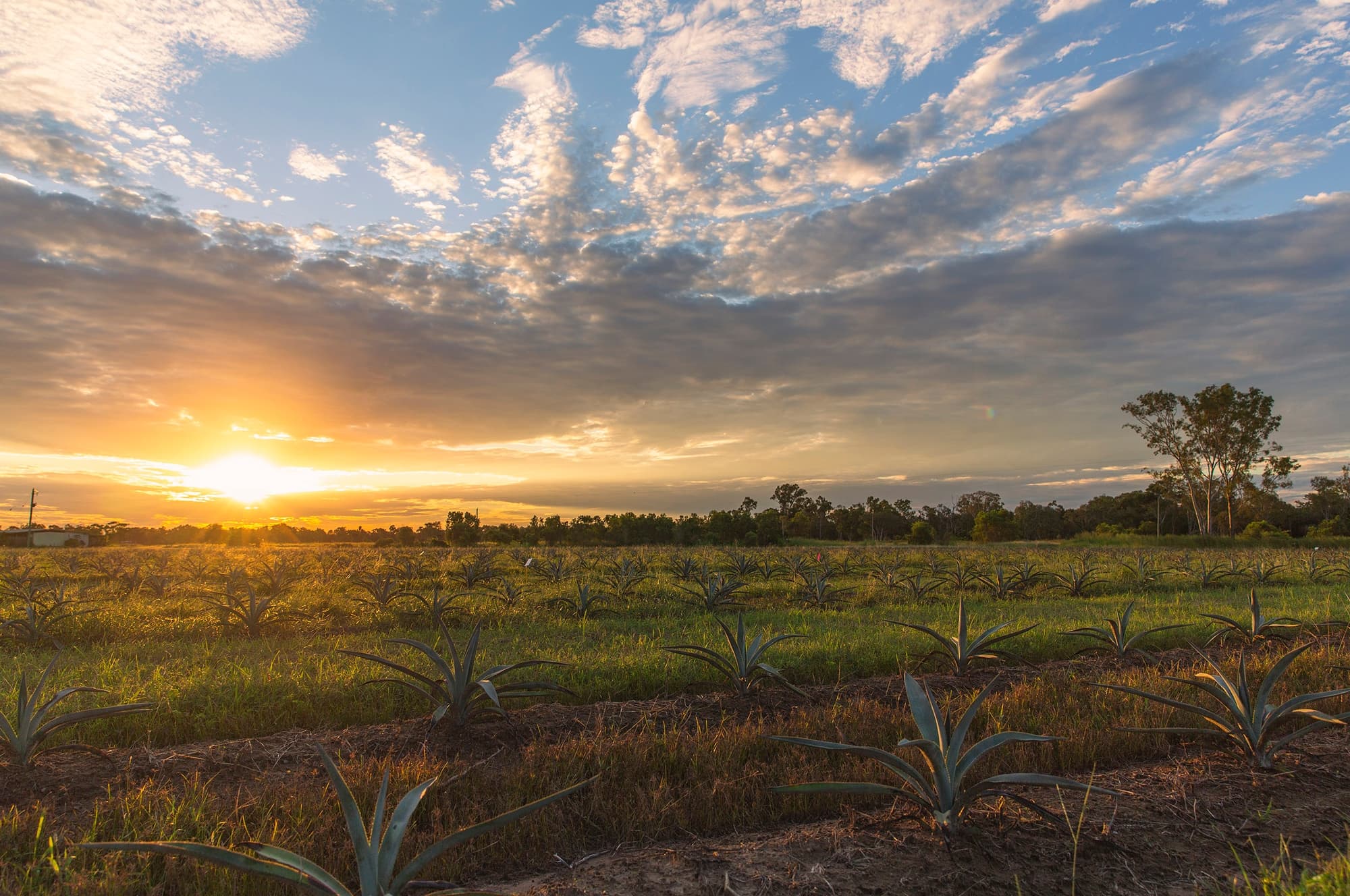 Australian Agave | Top Shelf International